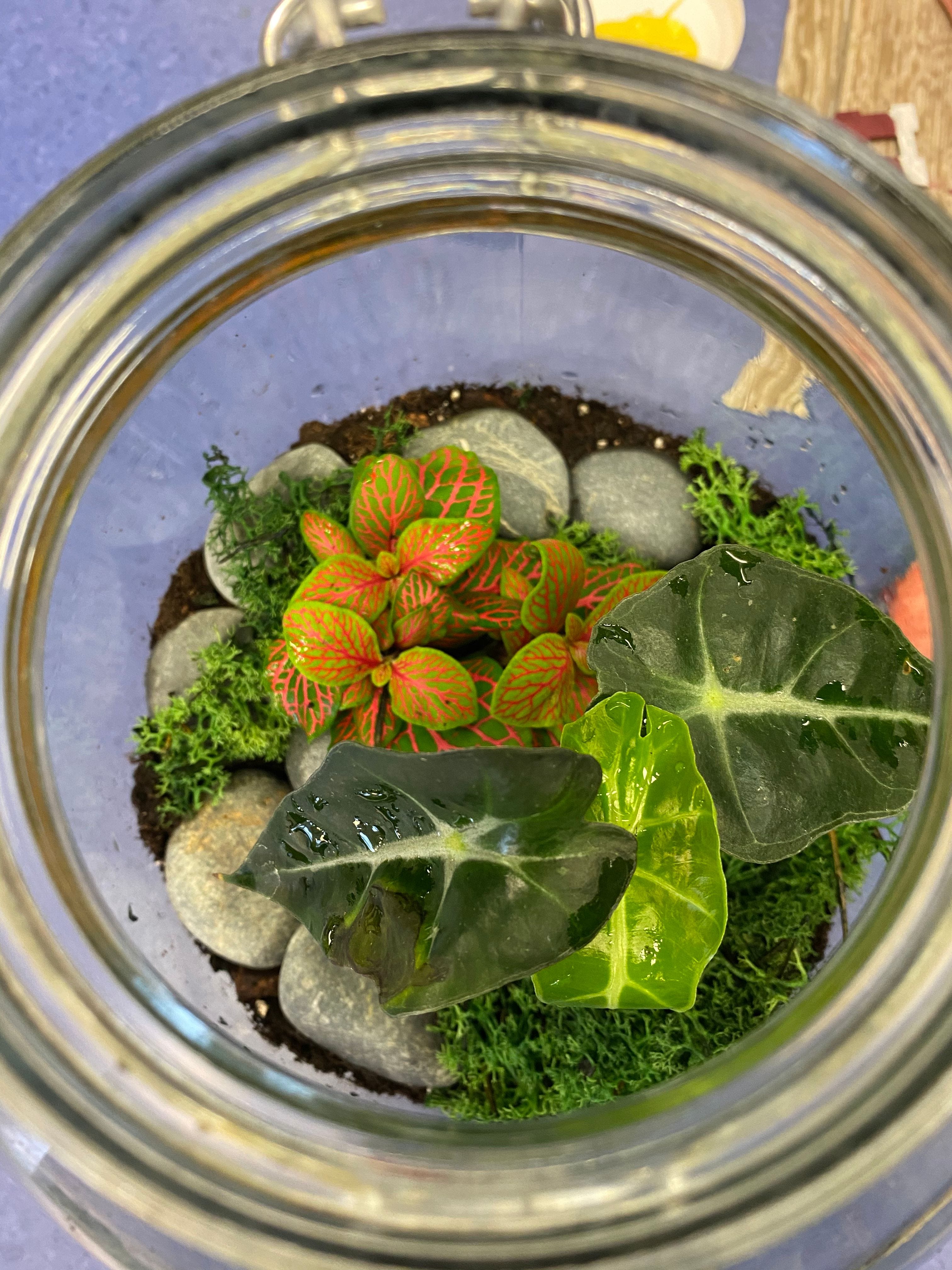 Plant Ecosystem In A Jar