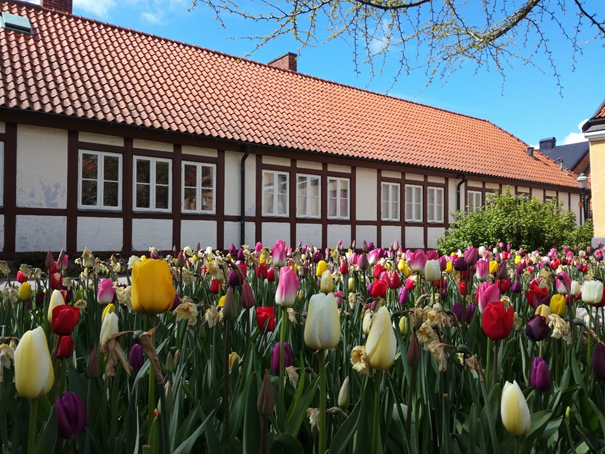 8 Spring and Birthday (A transgender journey, 20. 01. 2019) | by ...