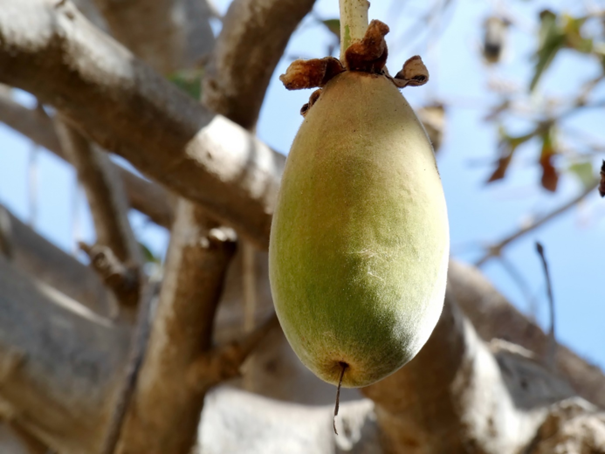 Un « super aliment » : le fruit du baobab | by MomJuju | Medium