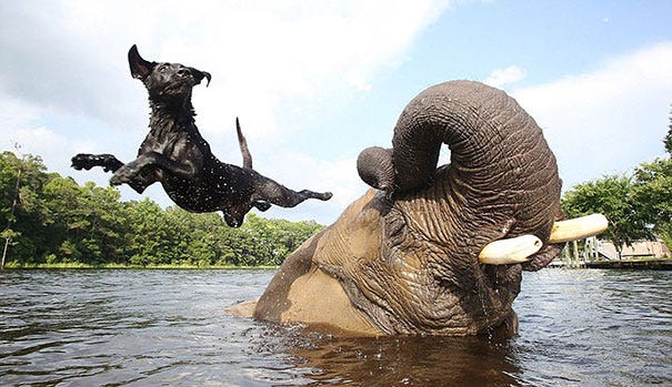 10 animal friendship photos that will bring a smile to your face | by ...