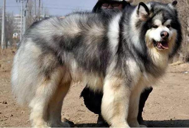 Alaskan Malamute details and pictures-Dogiman | by Dogiman | Medium