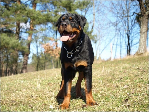 Do Rottweilers like Hot Weather? (All you need to know!) | by Yourgiantdog | Medium