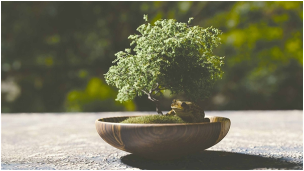Top Benefits of the Bonsai Plants That Make It a Must-Buy for Your Home ...
