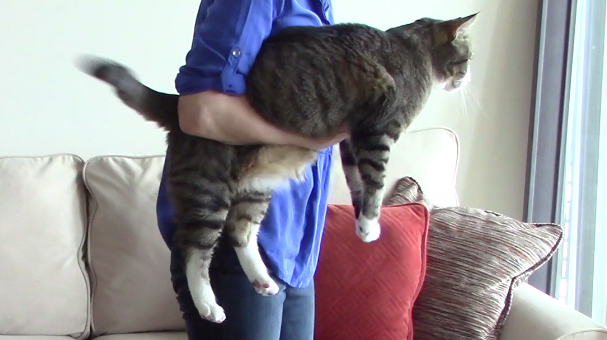 The Different Meanings Behind Picking Up Your Cat | by Josephine | Oct ...