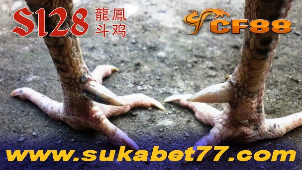 Membedakan Ayam Yang Memiliki Taji Dan Tidak Punya Taji | by Angela ...