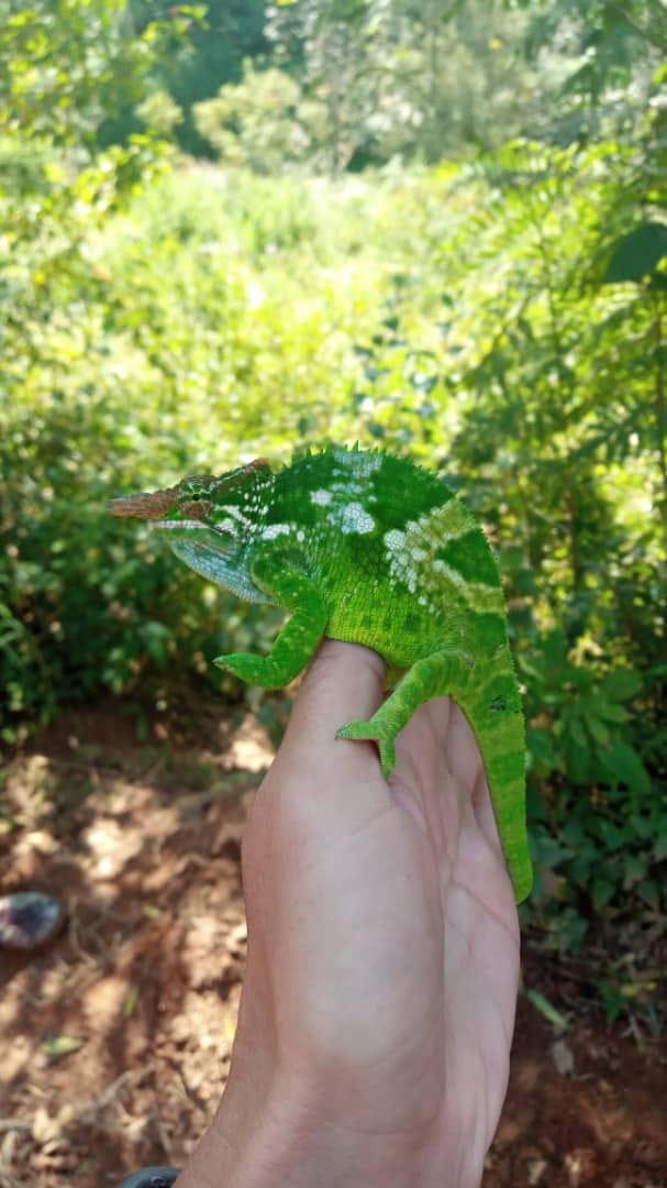 The Greenest of all the Greens Known to Human and Animal | by Scott ...