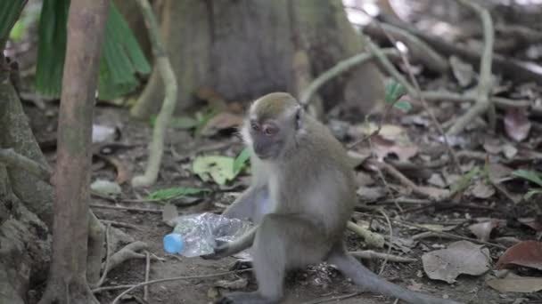 Monkeys playing with plastic bags cause suffocation to reflect that ...
