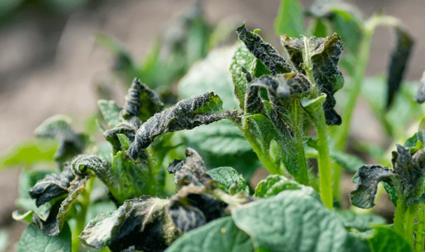 Frost Damage to Potatoes: Causes, Effects and Prevention | by ...