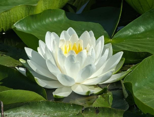 The Sound of Silence. The favorite weapon we use to harm | by Elizabeth ...