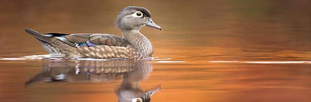 Bebek Kayu Betina. Bebek kayu, keluarga aves yang… | by Agus Hendri, S ...