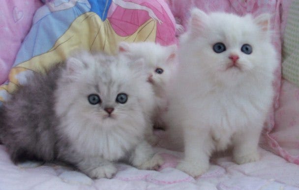 Panduan Cara Merawat Kucing Persia untuk Pemula yang Benar dan Mudah ...