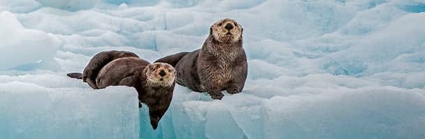 Berang-Berang Laut Alaska. Berpikir tentang berang-berang laut… | by ...