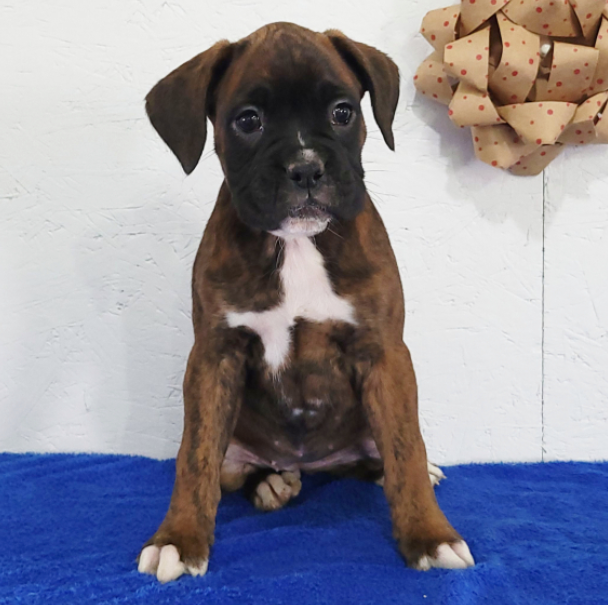 Why Boxer Puppies Make the Perfect Companion | by Curious Creator | Dec ...
