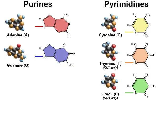 Purine And Pyrimidine Nucleotides
