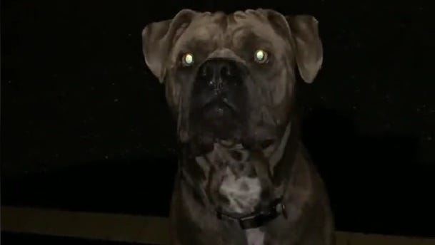 Mysterious Dog Entity Approaches Man In Car At Night | by Terry Larch ...