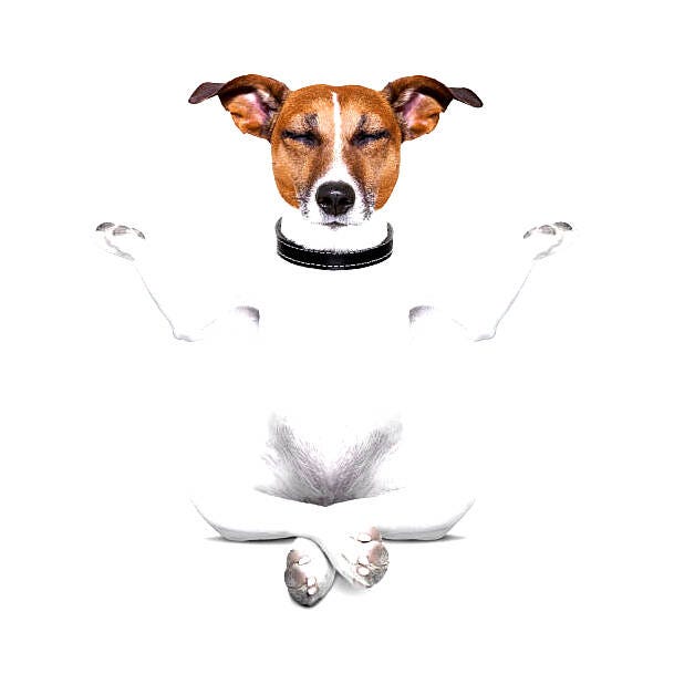 “Unleash Your Inner Zoo: Animal-Inspired Yoga Poses for Fun and ...