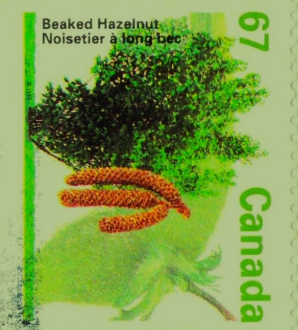 Canada Beaked Hazelnut Noisetier A Long Bec Stamp | by Farhan Asif ...