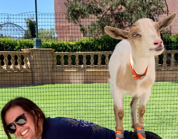 Five Things You Probably Didn’t Know About Goat Yoga | by Hellocritter ...