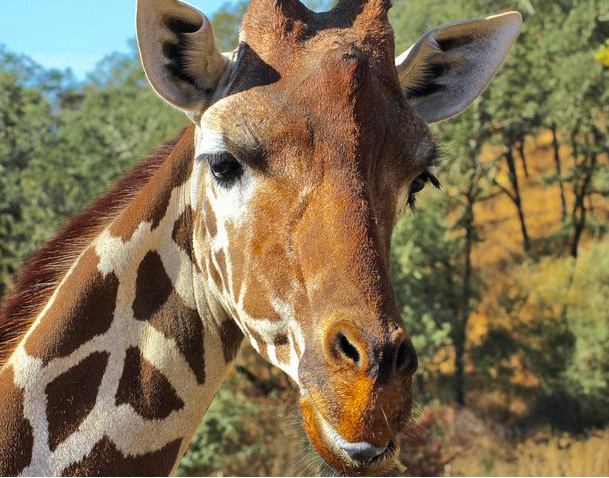 Top 10 Must-Visit Attractions in Santa Rosa, CA | by Amelia Rose | Sep ...