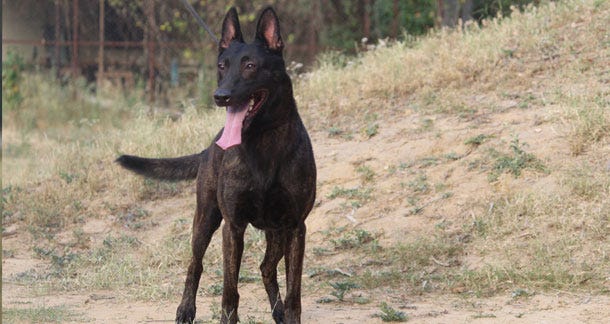 What is a Dutch Shepherd?. The Dutch Shepherd is a crowding canine ...