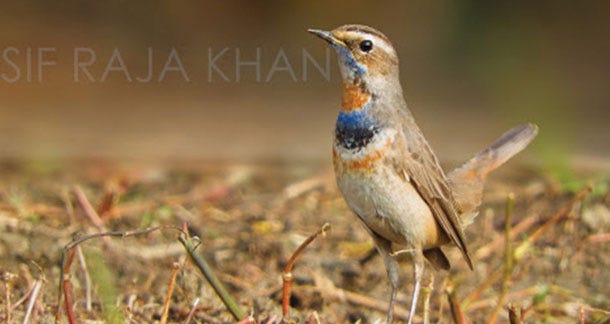 10 most beautiful migratory birds of India - Creature Companions - Medium