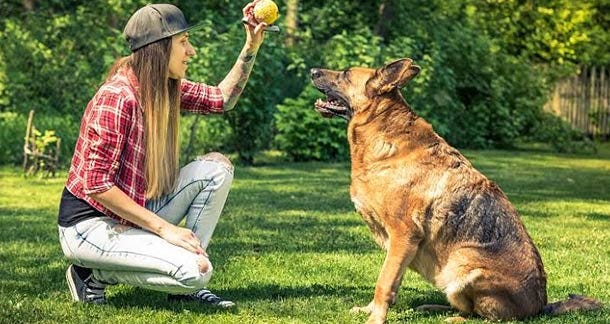 Dog Training:- Basic Training Tips for Pet Owners | by Creature ...