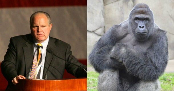Dear Rush Limbaugh: We need to talk about Harambe | by A Plus | Medium