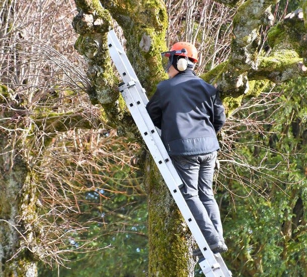 Bartlett Tree Pros - Elsie Levy - Medium