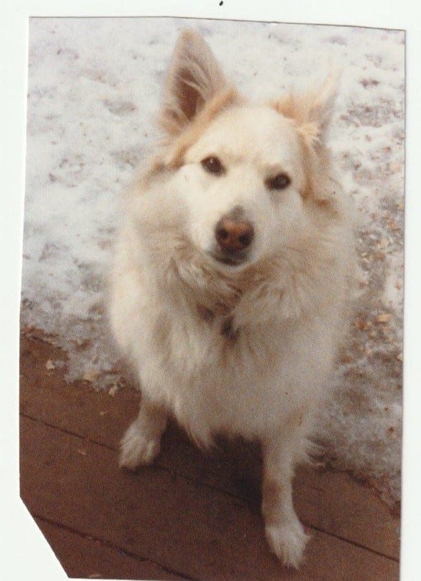 I Can’t Explain What Happened the Morning My Dog Died | by Elizabeth ...