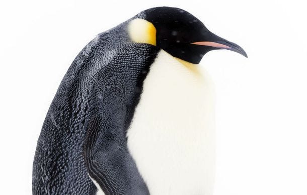 Dynasties ep 2 Emperor Penguins. The David Attenborough series called ...