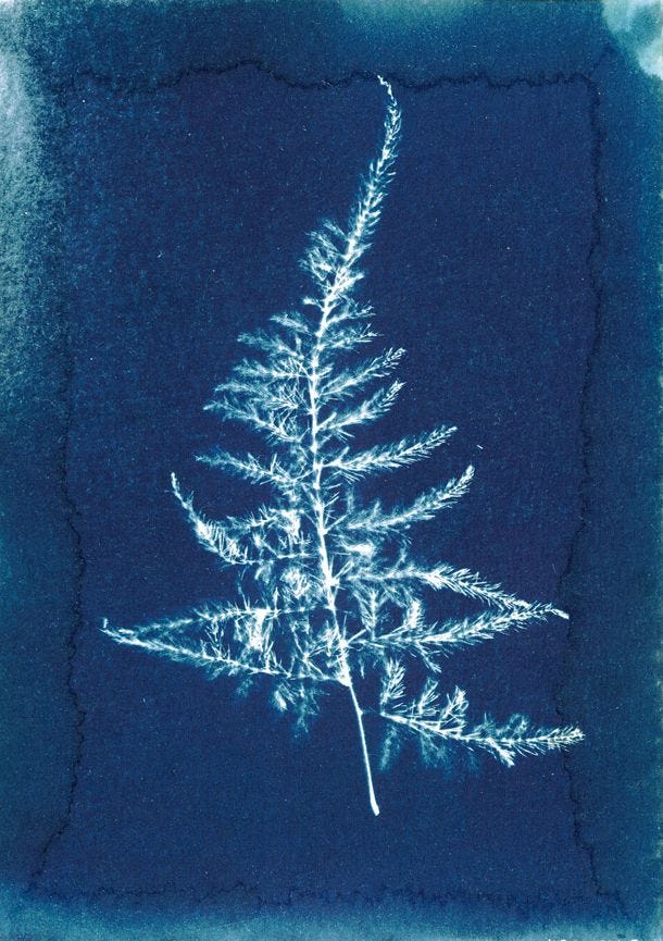 Photography Processes. CYANOTYPE: | by Sara Christy | Medium