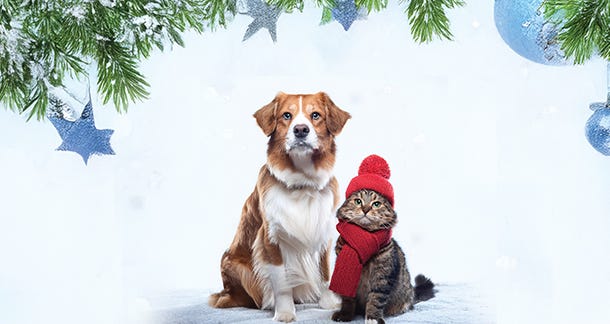 Give some love to our faithful furry friends! | by Cindy Lyn DeSouza ...
