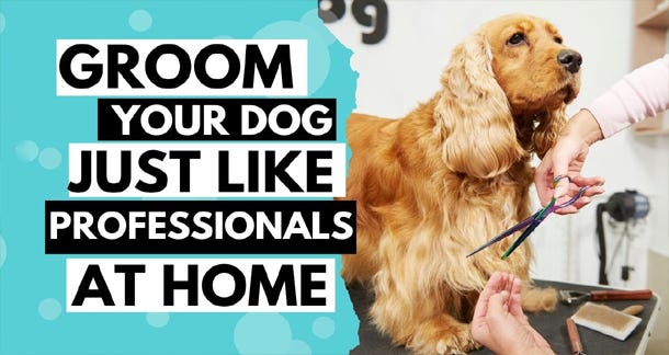 How to Groom A Dog or Puppy at Home? | by Creature Companions | Medium