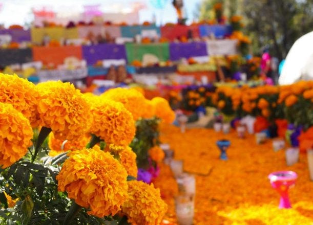 Real Xochitl Flower