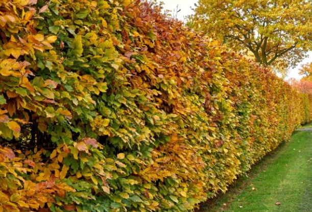 Beech Elegance: Transform Your Space with European Beech Hedges | by ...