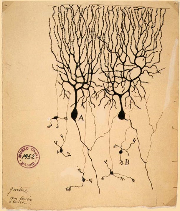 Anesthesia Works on Plants Too, and We Don’t Know Why | by Luke ...