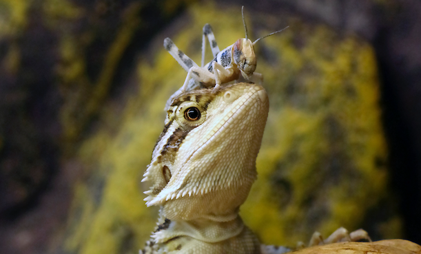 debugging your team. A good leadership team thinks of their… | by Akash ...
