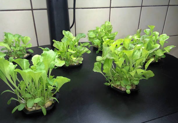 Hydroponic Plants: A Complete Guide for Beginners | by PlantoraApp | Medium