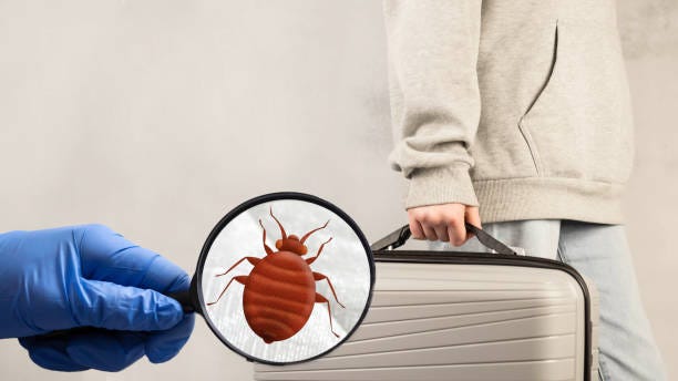 The Usefulness Of Timely Orlando Bed Bug Treatment | by Douglas Harmon ...