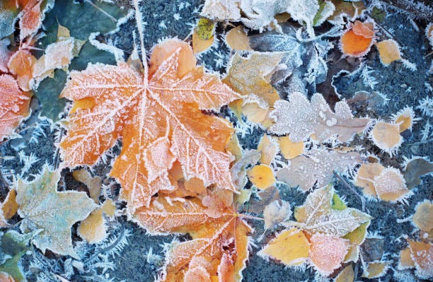 Fall, He Has Deserted Me. Fall deserted me. | by Eden Mowe | Medium