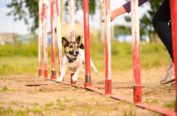 The importance of organizational agility | by Kumar Gaurav | Medium