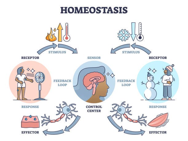 Homeostasis. Elio Academy of Biomedical Sciences… | by Elio Academy of ...