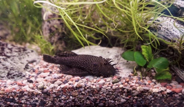 5 best community fish to have in your freshwater tank | by susan fynbo ...