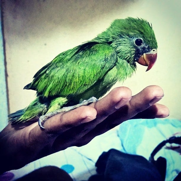 Notes of an Adopted Bird-Father. TO: everyone who asks how I got ...
