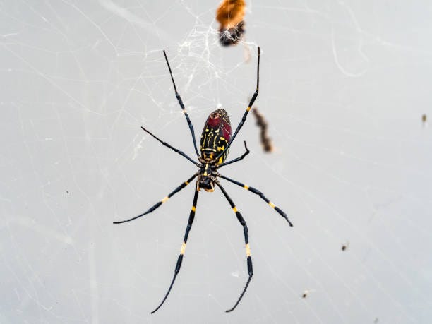 Understanding the Joro Spider’s Impact: Friend or Foe to Your Local ...