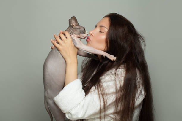 The Best Tips for Petting Sphynx or Hairless Cat Owners - Sphynx World ...