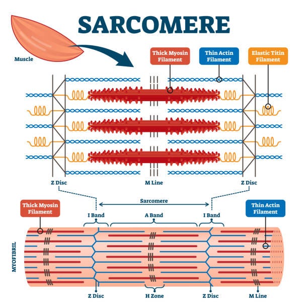 The Sarcomere: Anatomy and Mechanism of Skeletal Muscle Contraction | by Gowri Thaneshan | Medium