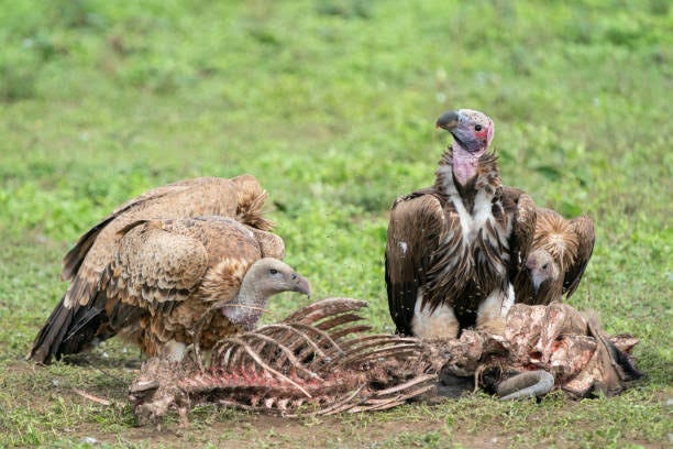 "Nature’s Cleanup Crew: The Essential Role of Scavengers in Our ...