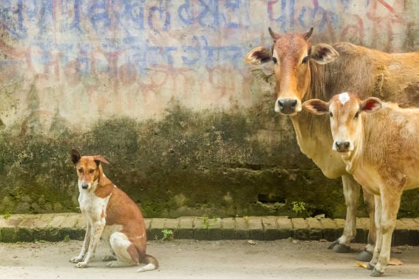 Adapting Roaming Animal and Cattle Behavior for a Harmonious Global ...
