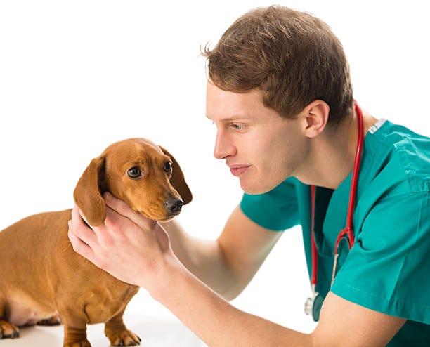 Pennsylvania’s AKC Health insurance for Pets | by Ben clark | Medium